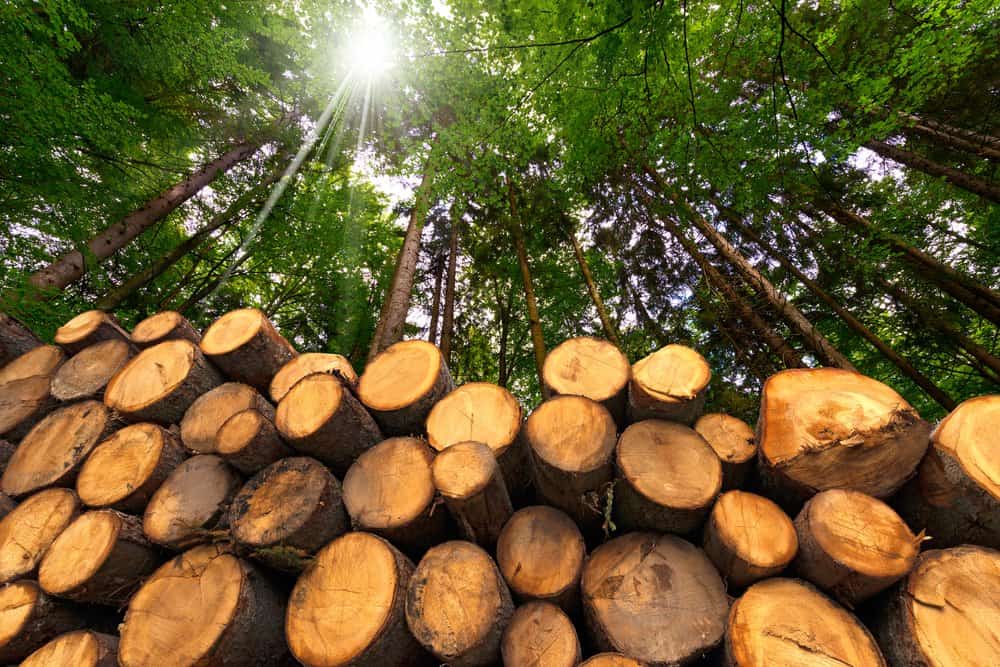 Difference Between Wood And Timber