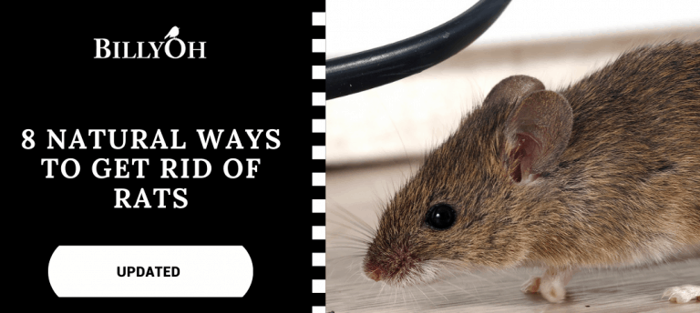 Environmental Health: 8 Natural Ways to Get Rid of Rats - Extra