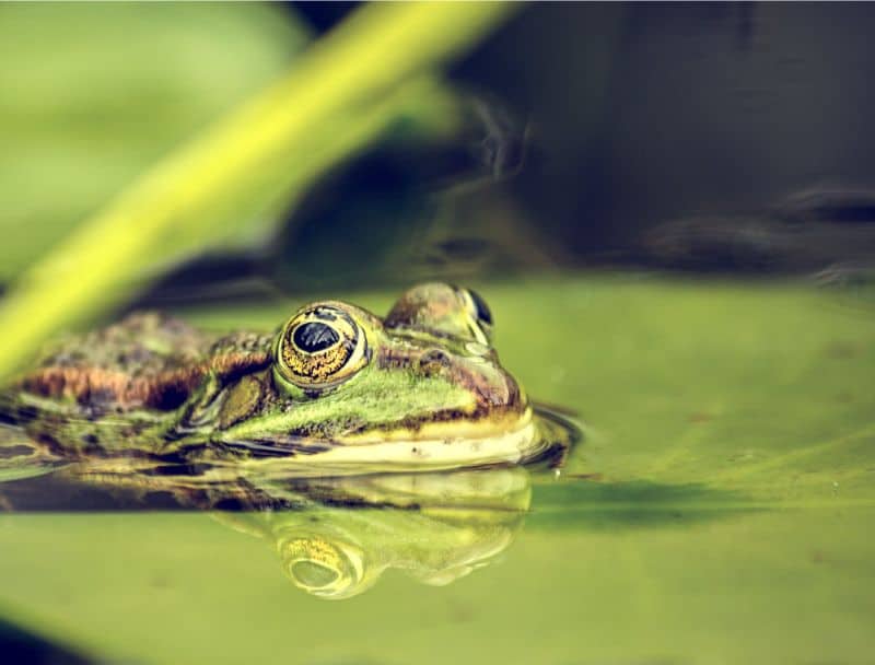 6 Things to Consider When Creating a Wildlife Pond