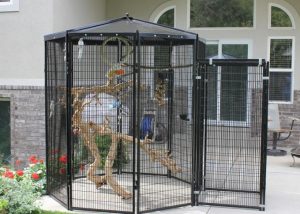 Things to Consider When Building an Outdoor Bird Aviary
