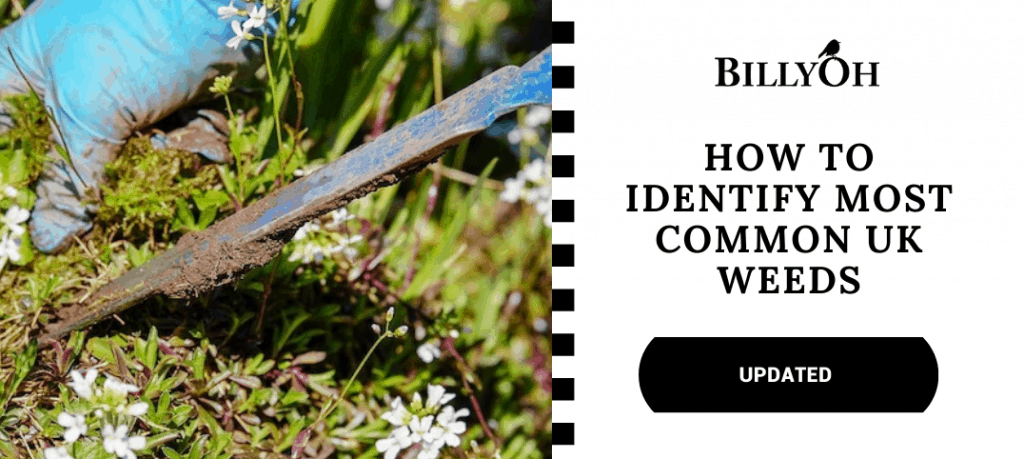 How to Identify Most Common UK Weeds (Updated) | BillyOh