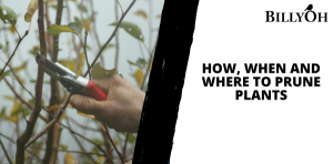 All Things Pruning: How, When and Where to Prune Plants